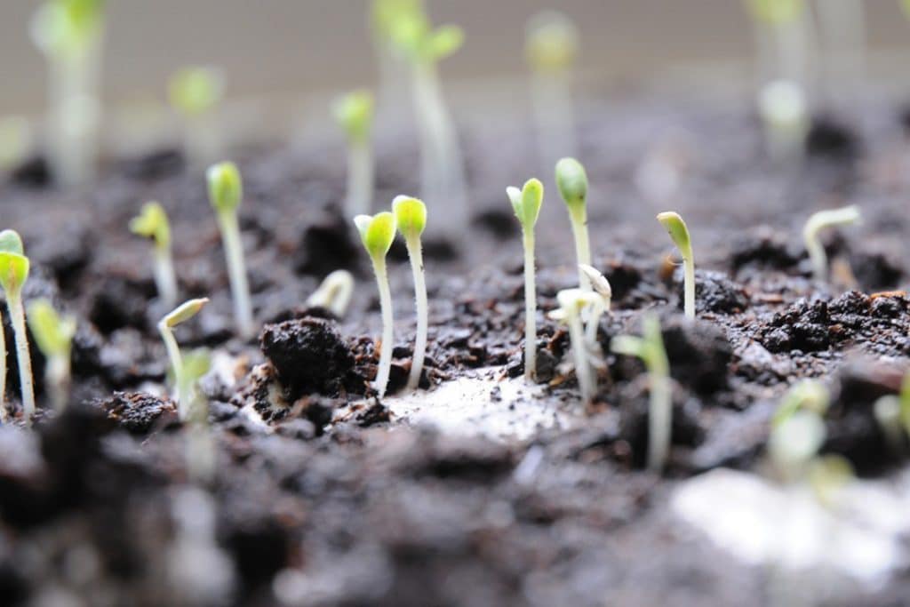 Qu'est-ce qu'un goodies ? 🌸 Définition et utilité marketing