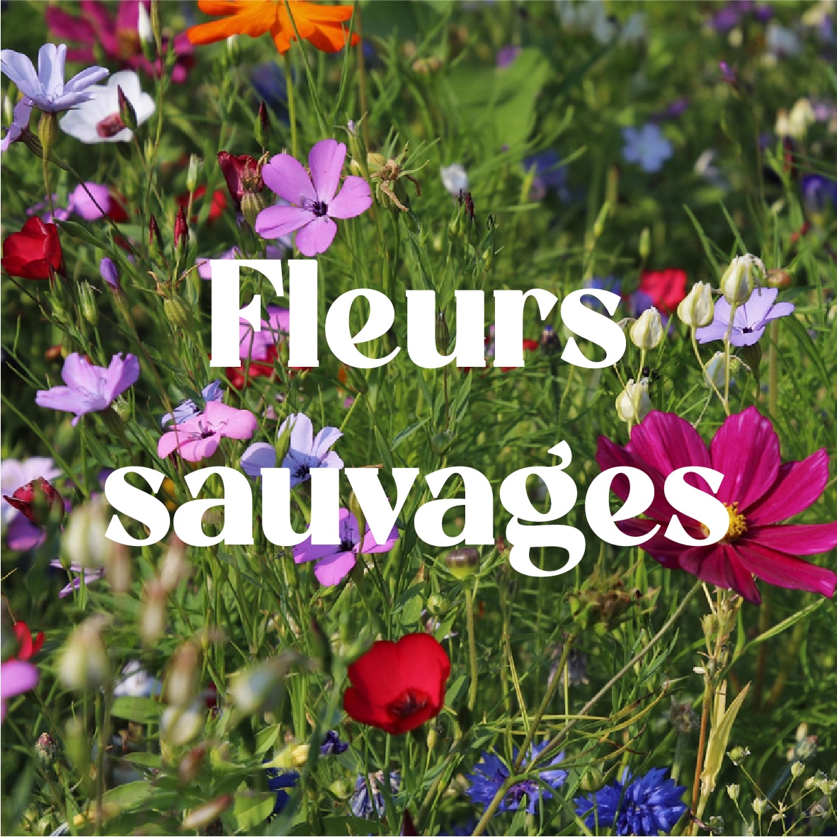 Crayon à planter : comment l'utiliser
