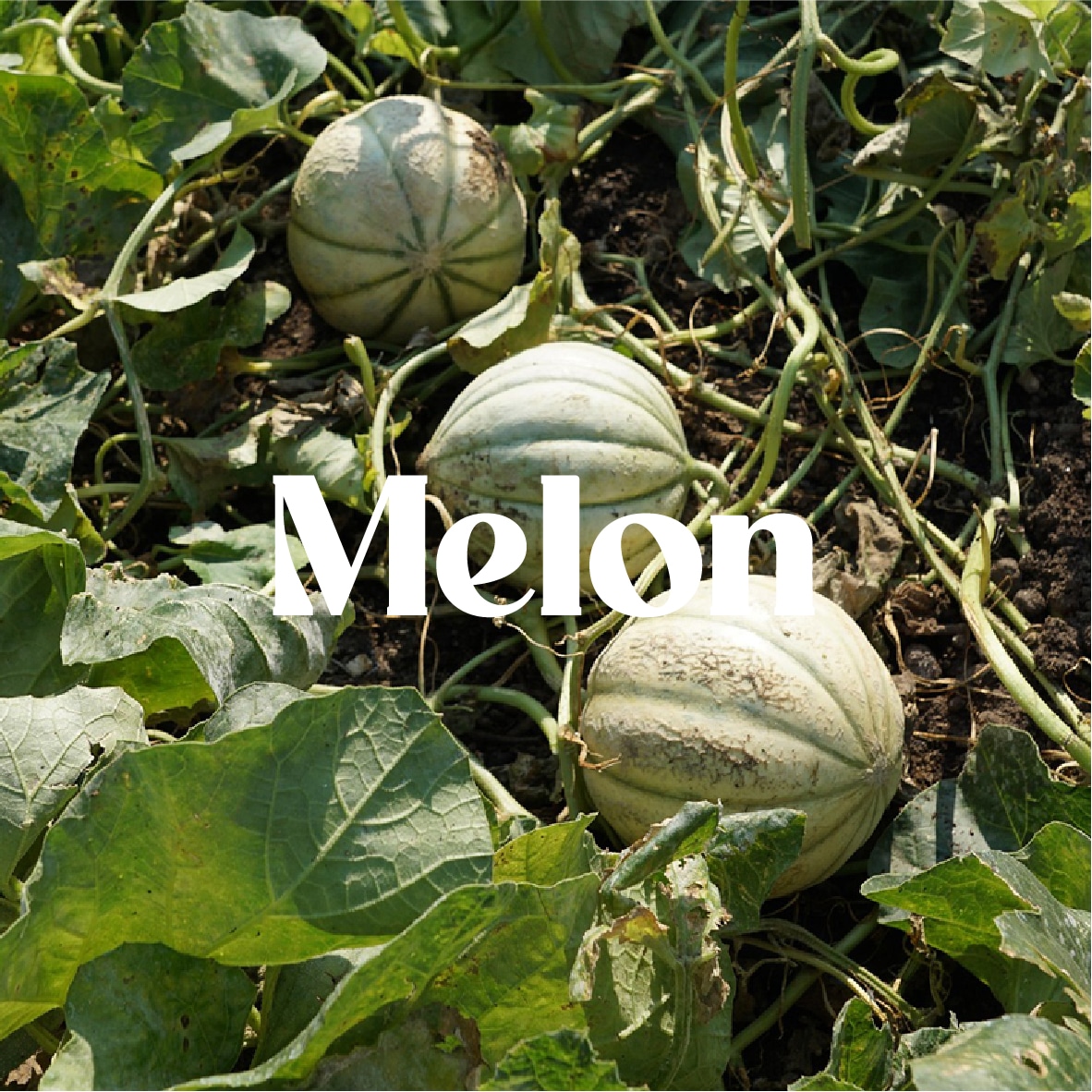 Crayon à planter : comment l'utiliser